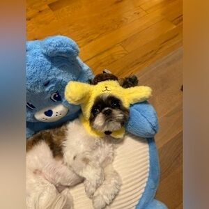 Miniso | Dog | Pompompurin Pet Hat Miniso Famous Product Part Of Sanrio ...